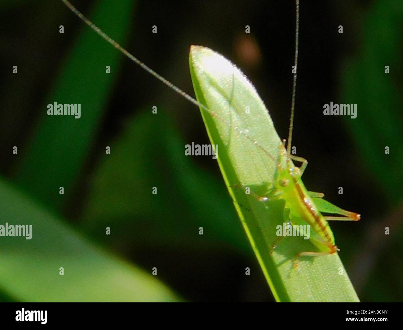 Common Meadow Katydids (Conocephalini) Insecta Stock Photo - Alamy