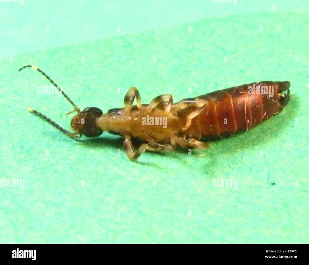 Euborellia annulipes hi-res stock photography and images - Alamy