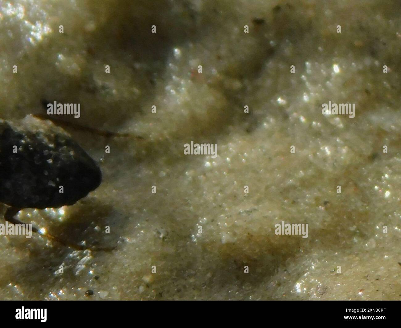 Big-eyed Toad Bug (Gelastocoris oculatus) Insecta Stock Photo - Alamy