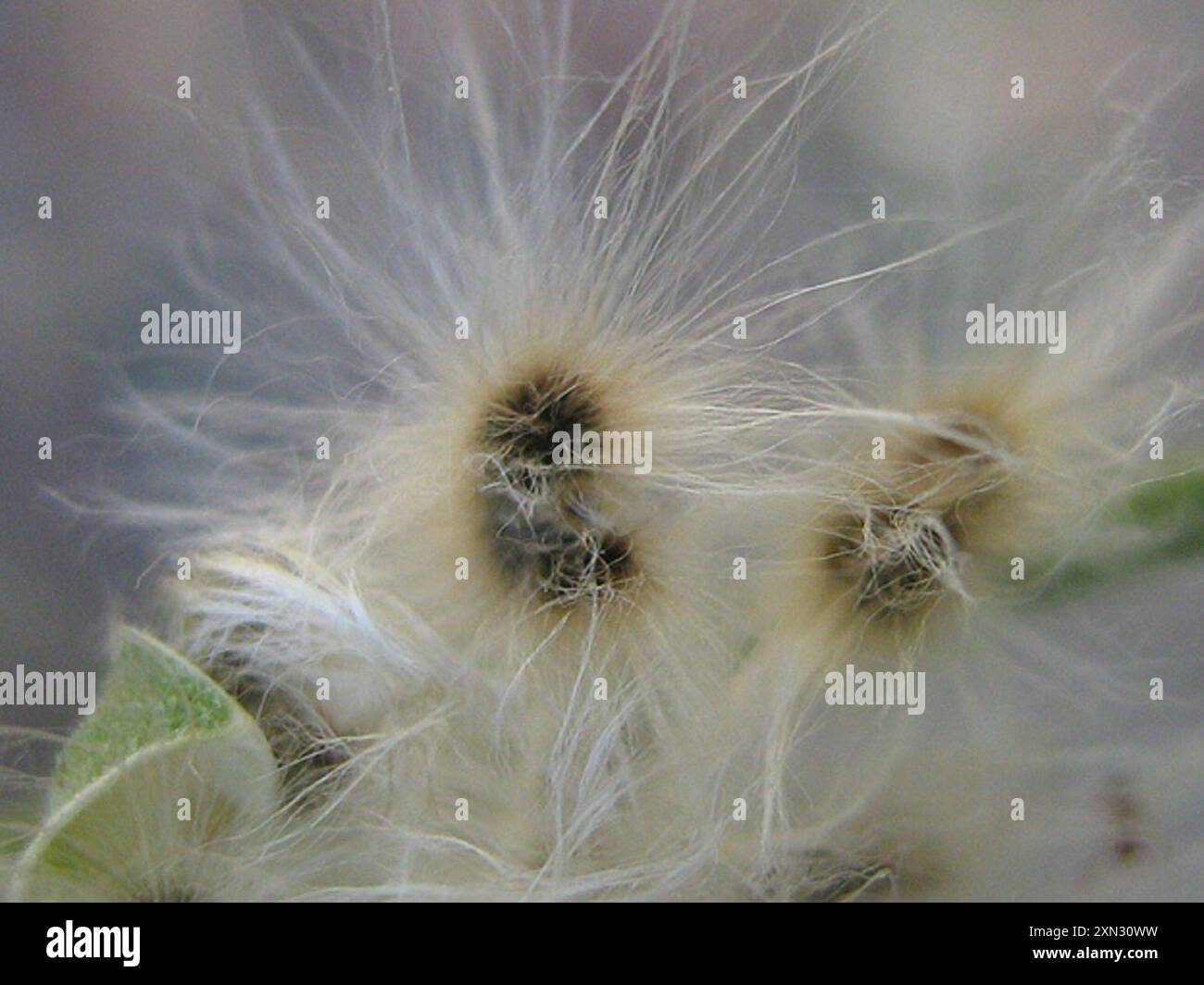 Tiny White Wild Hibiscus (Hibiscus micranthus) Plantae Stock Photo - Alamy