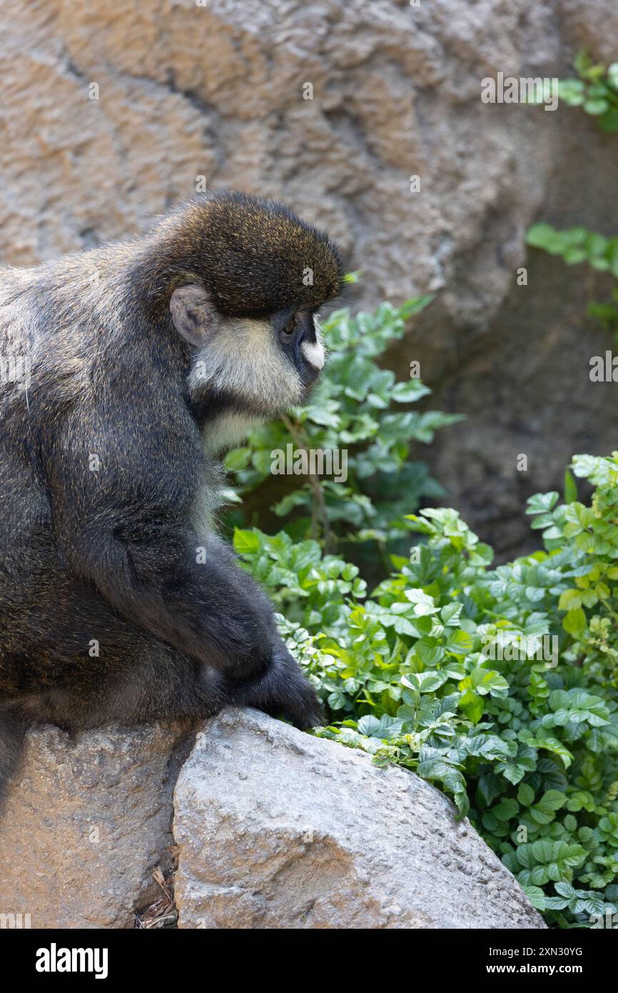 Schmidt's red-tailed monkey on a rock Stock Photo - Alamy