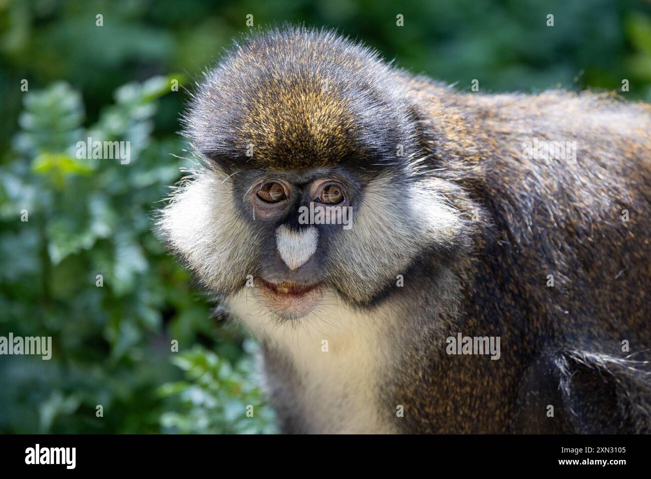 Red tailed guenon hi-res stock photography and images - Alamy