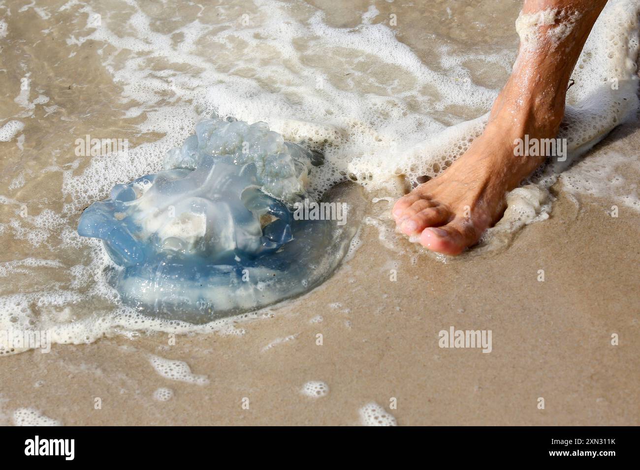 Blaue qualle am strand hi-res stock photography and images - Alamy