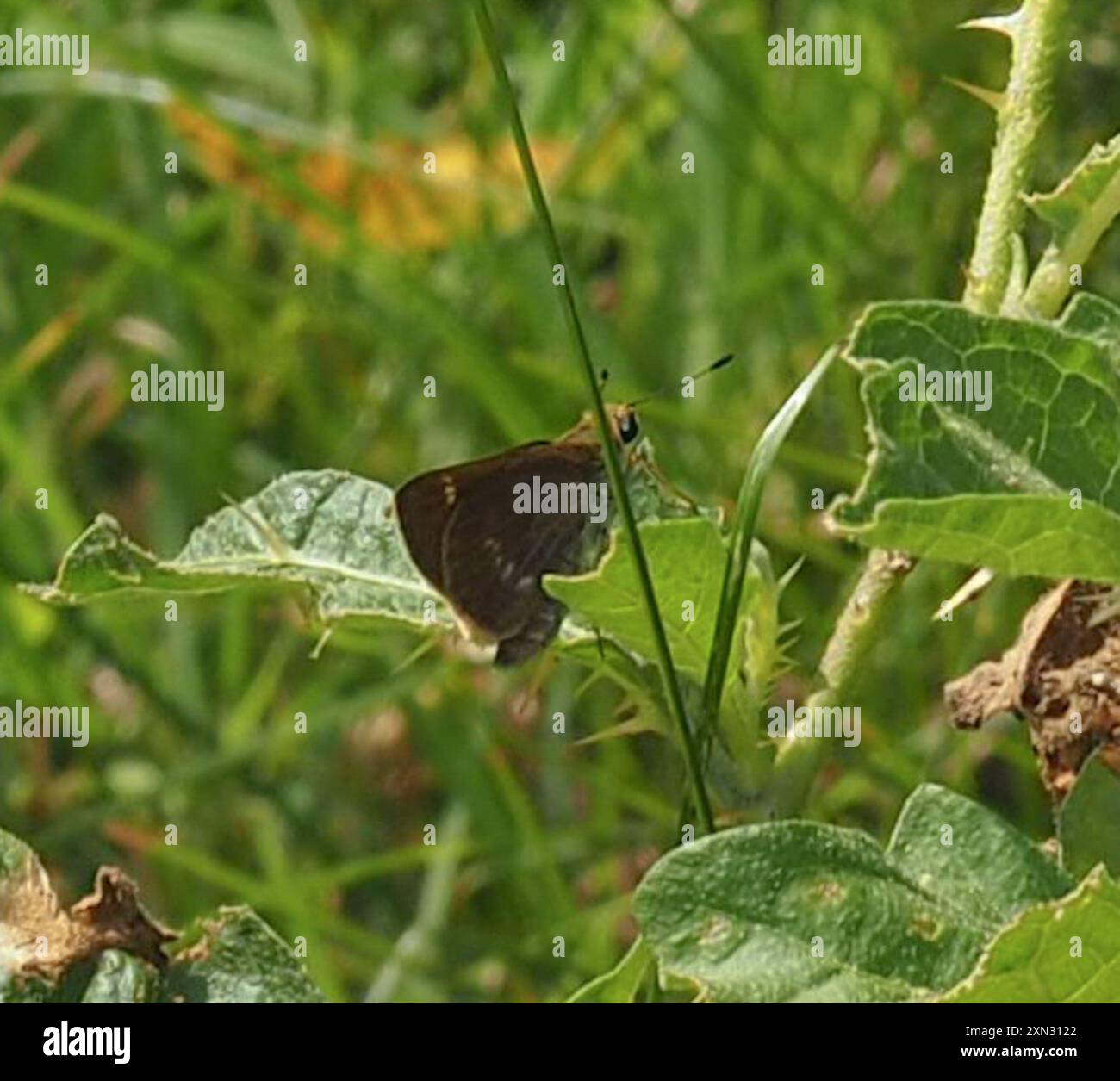 Vernia verna hi-res stock photography and images - Alamy