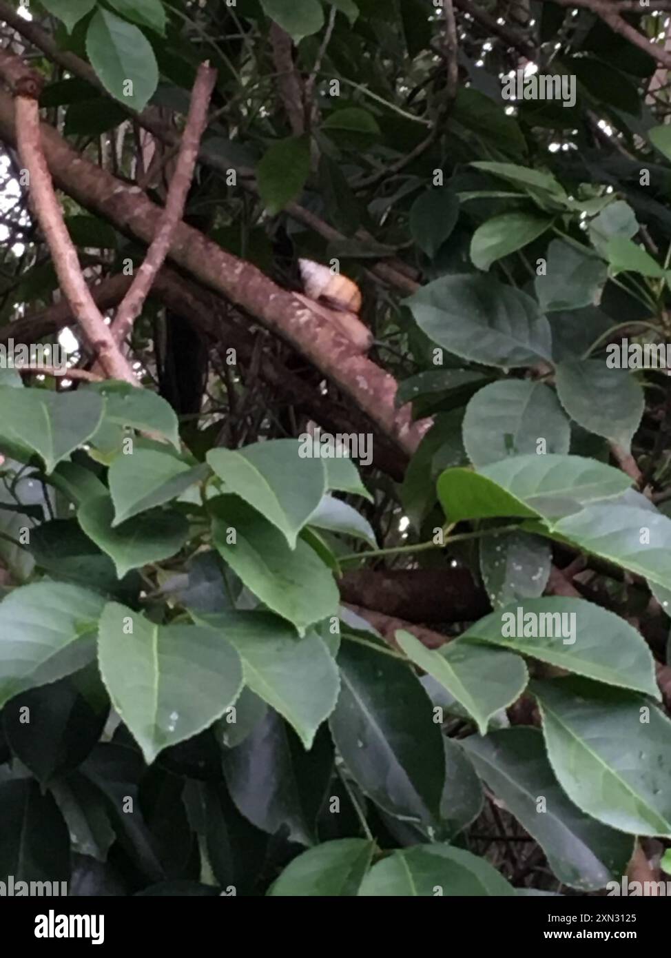 Banded Tree Snail (Orthalicus floridensis) Mollusca Stock Photo - Alamy