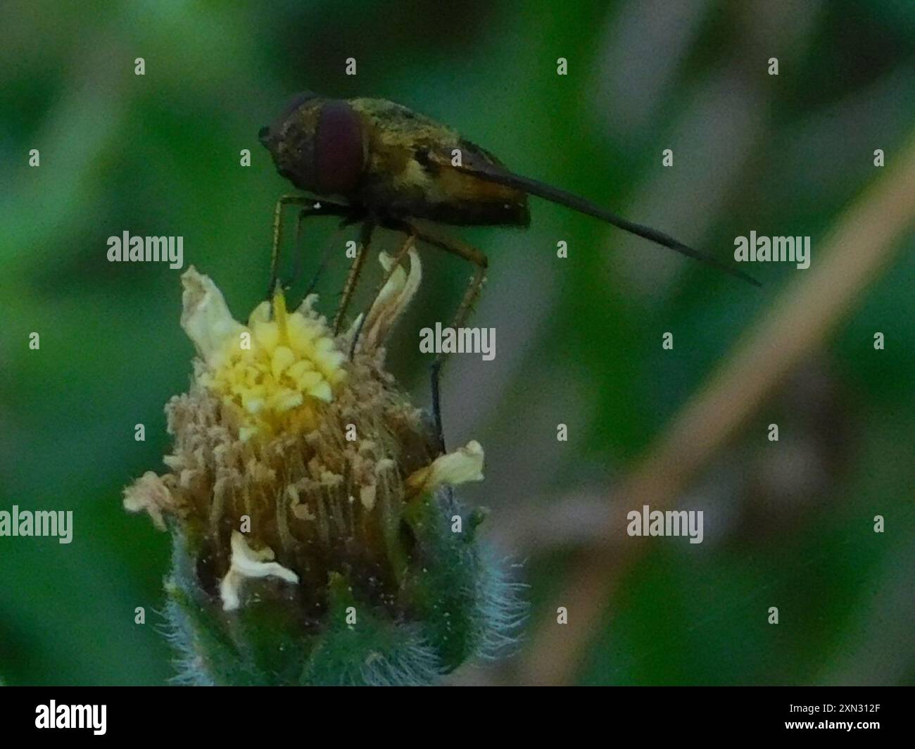 Chrysanthrax cypris hi-res stock photography and images - Alamy