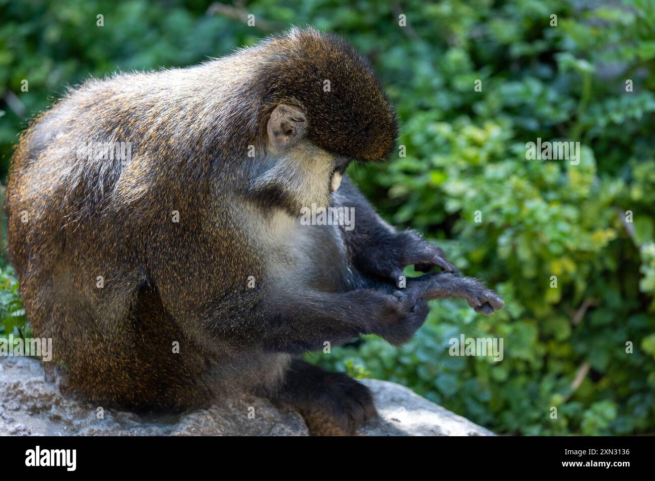 Schmidt's red-tailed monkey grooming Stock Photo - Alamy