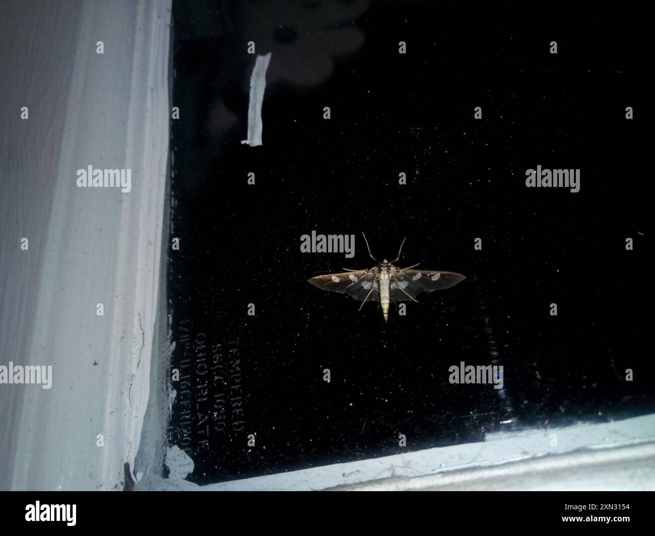 Grape Leaffolder Moth (Desmia funeralis) Insecta Stock Photo - Alamy