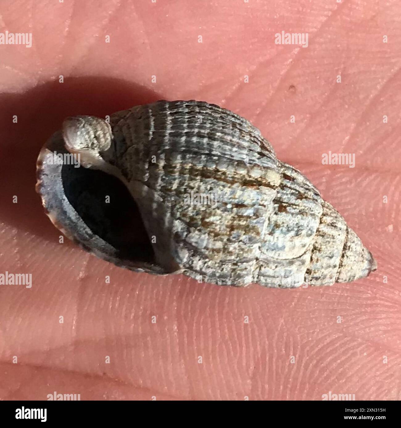 (Tritia nitida) Mollusca Stock Photo - Alamy