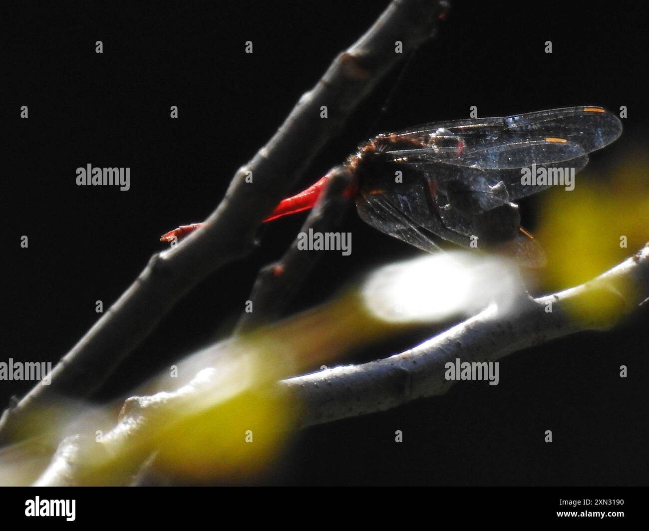 Brown-backed Red Marsh Hawk (Orthetrum chrysis) Insecta Stock Photo - Alamy