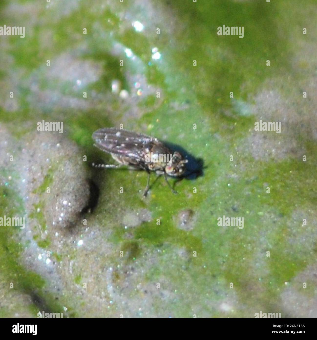 Scatella hi-res stock photography and images - Alamy
