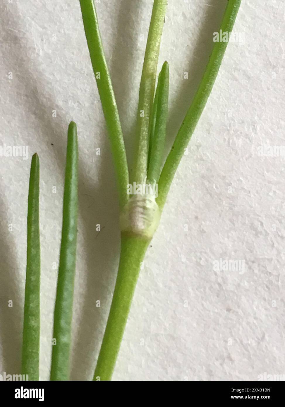 Saltmarsh Sand Spurry (Spergularia marina) Plantae Stock Photo - Alamy