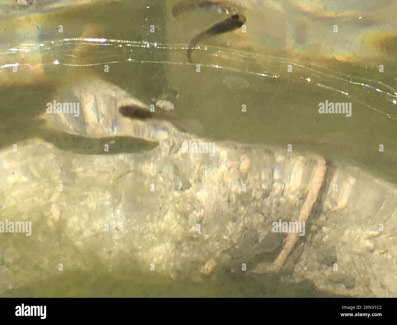Western Mosquitofish (Gambusia affinis) Actinopterygii Stock Photo - Alamy