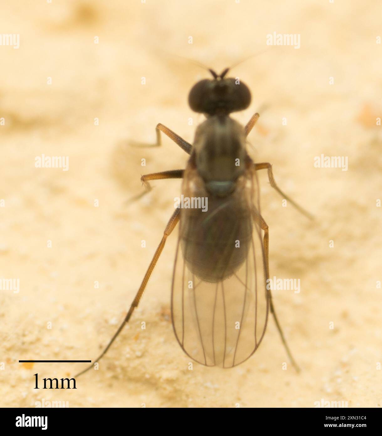 Woodpecker Flies (Medetera) Insecta Stock Photo - Alamy