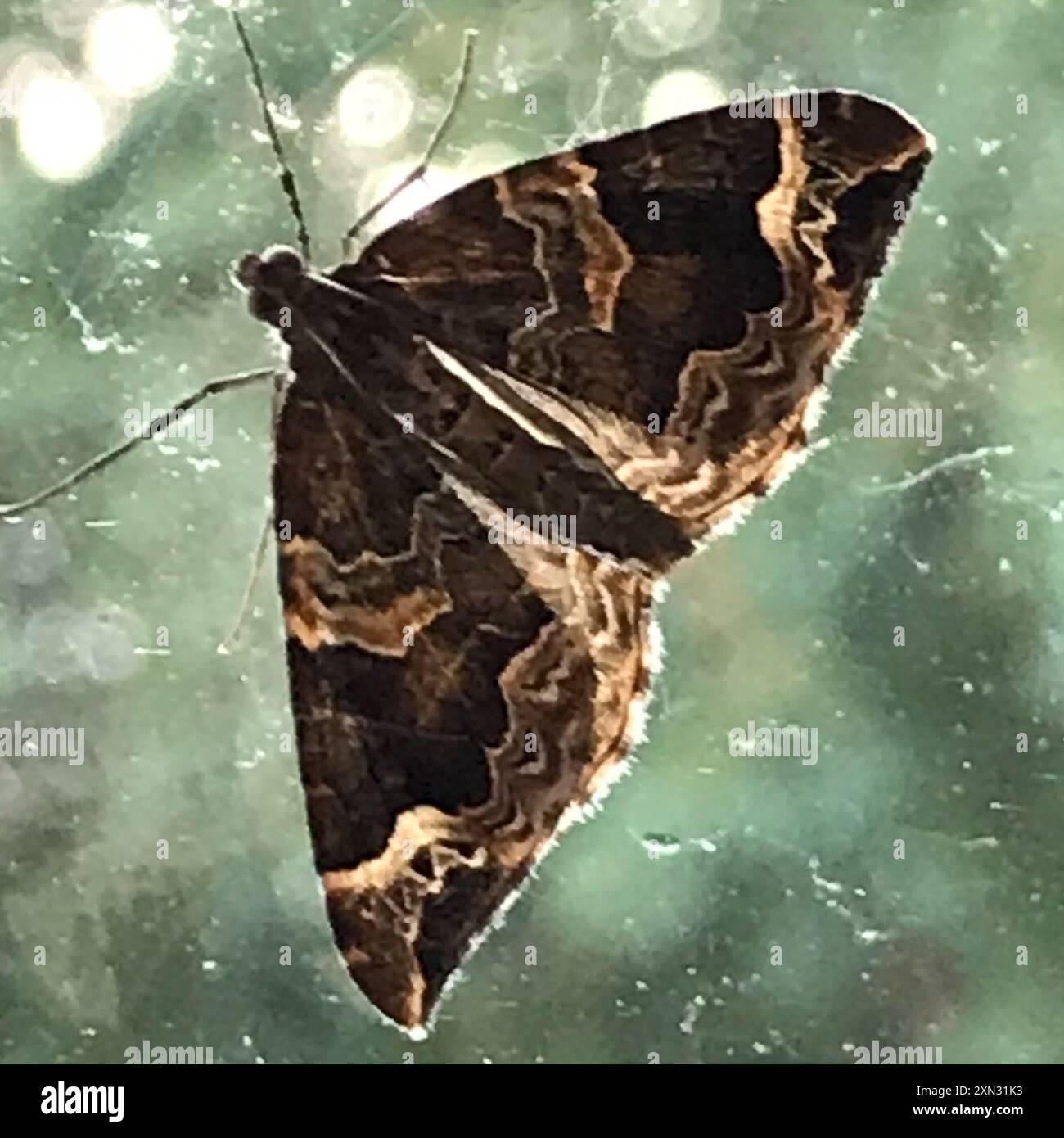 The Phoenix (Eulithis prunata) Insecta Stock Photo - Alamy