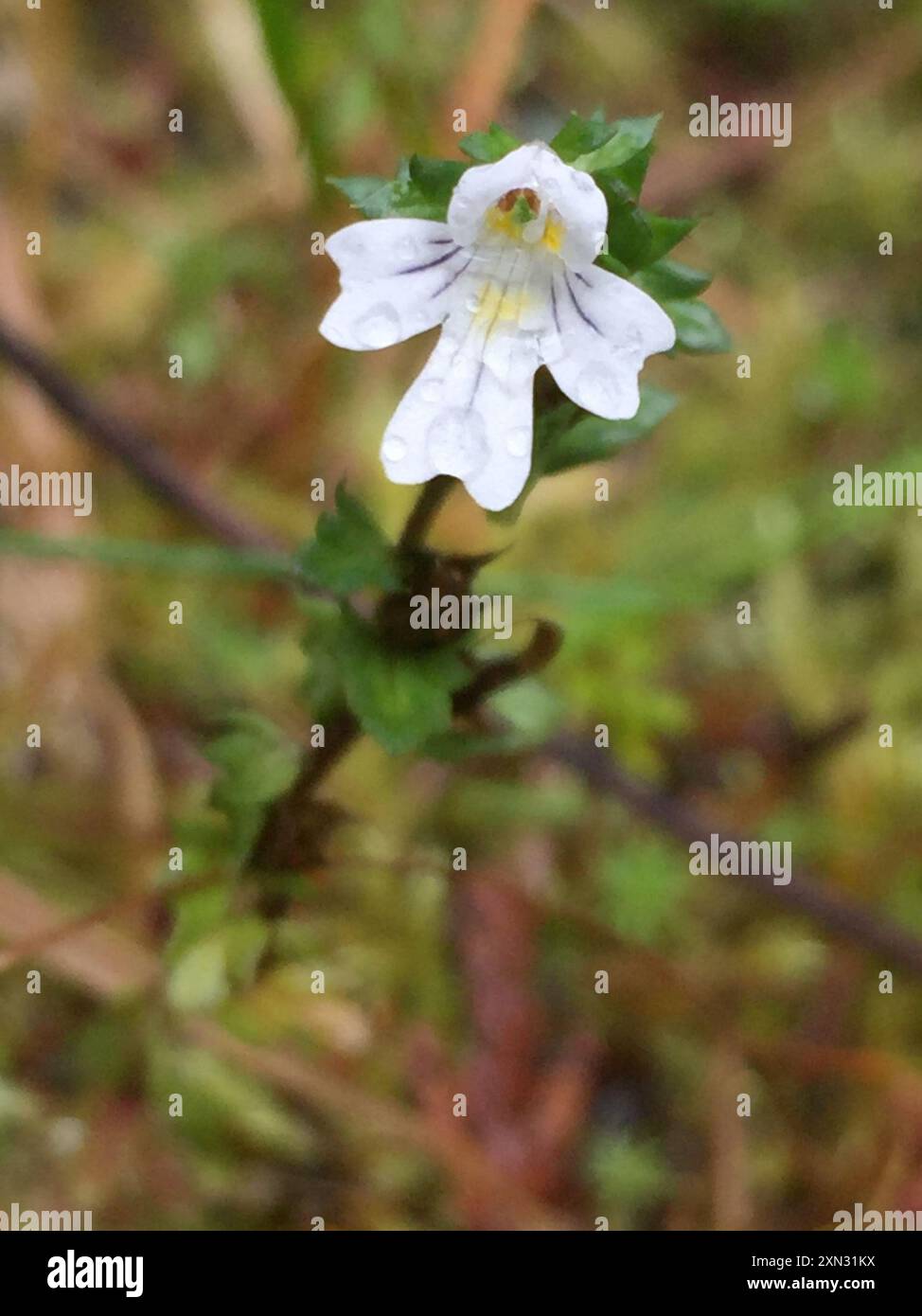 Common Eyebright (Euphrasia nemorosa) Plantae Stock Photo - Alamy