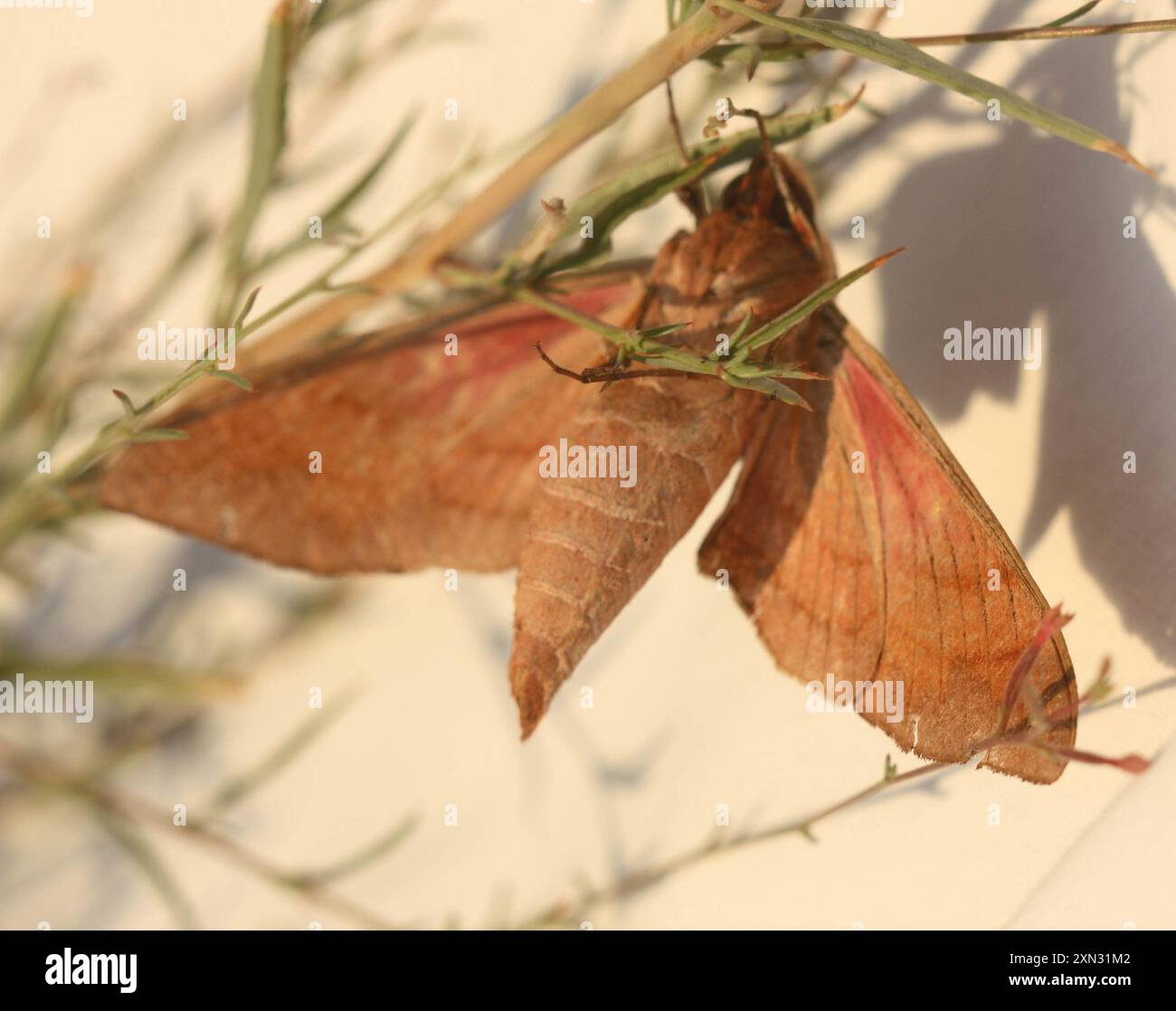 Achemon Sphinx (Eumorpha achemon) Insecta Stock Photo - Alamy