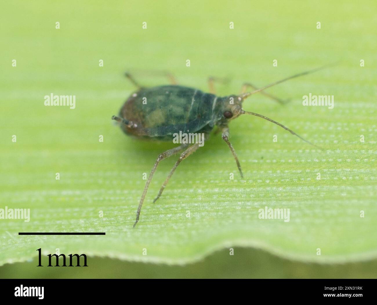 Bird Cherry-oat Aphid (Rhopalosiphum padi) Insecta Stock Photo - Alamy
