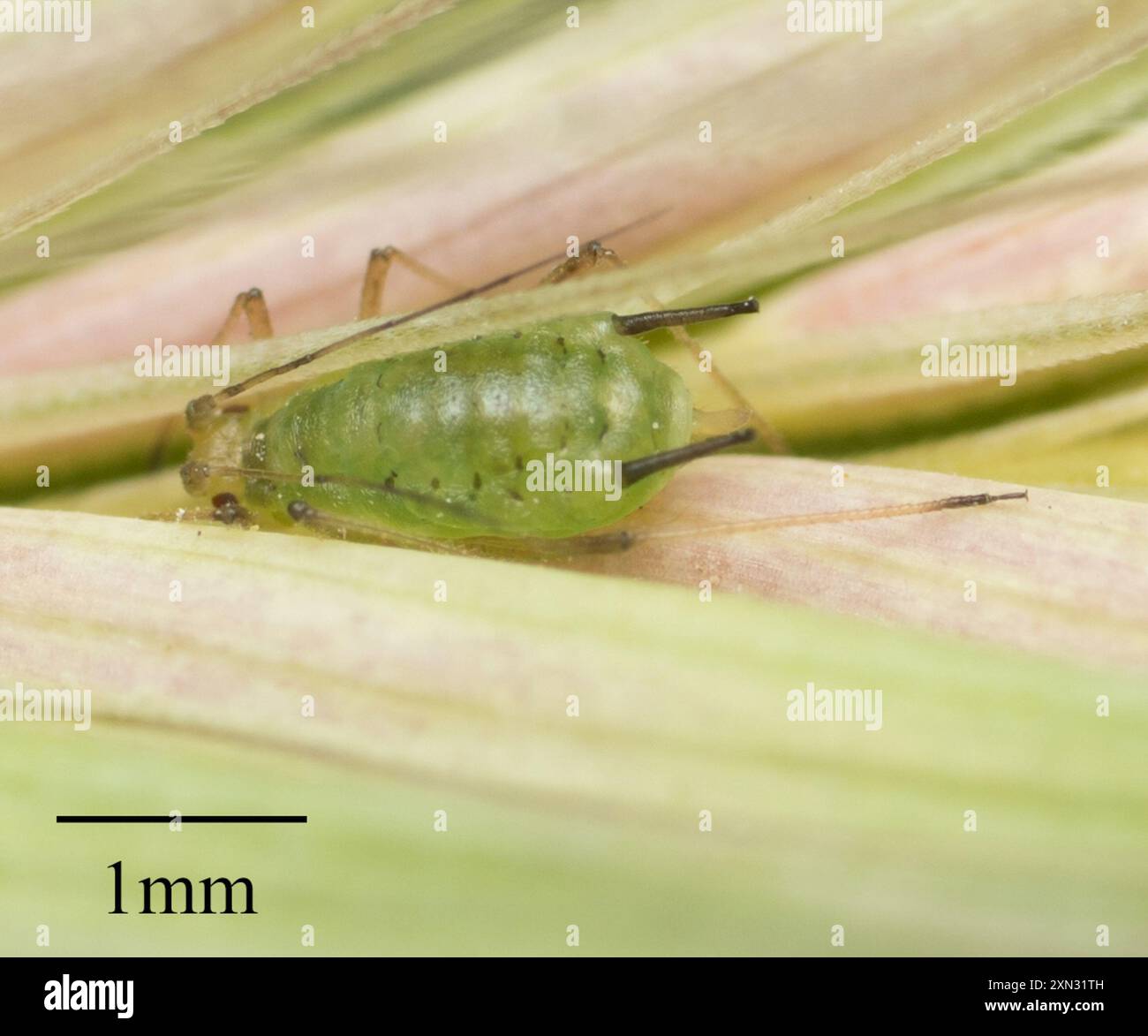 Grain Aphid (Sitobion fragariae) Insecta Stock Photo - Alamy