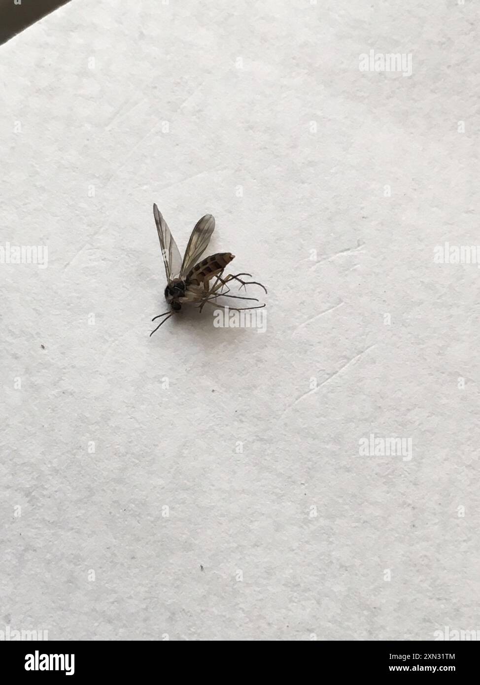 Fungus Gnats and Gall Midges (Sciaroidea) Insecta Stock Photo - Alamy