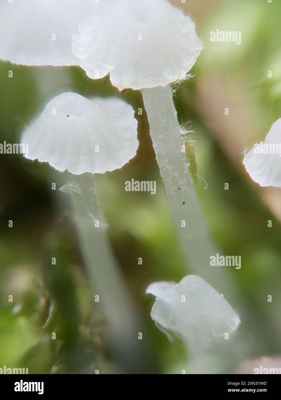 (Delicatula integrella) Fungi Stock Photo - Alamy