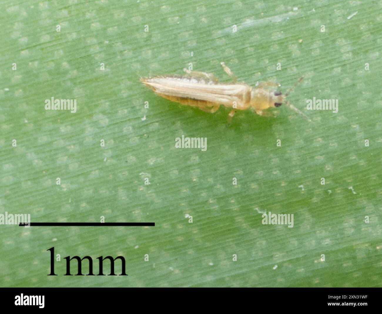 Thrips (Thysanoptera) Insecta Stock Photo - Alamy