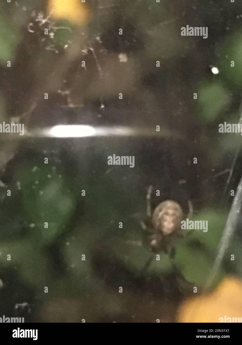 Silver-sided Sector Spider (Zygiella x-notata) Arachnida Stock Photo ...