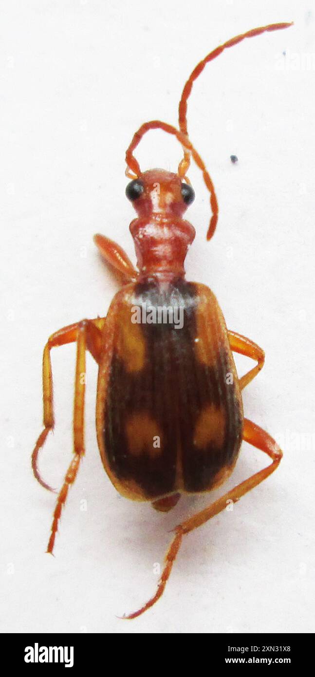 (Brachinus armiger) Insecta Stock Photo - Alamy