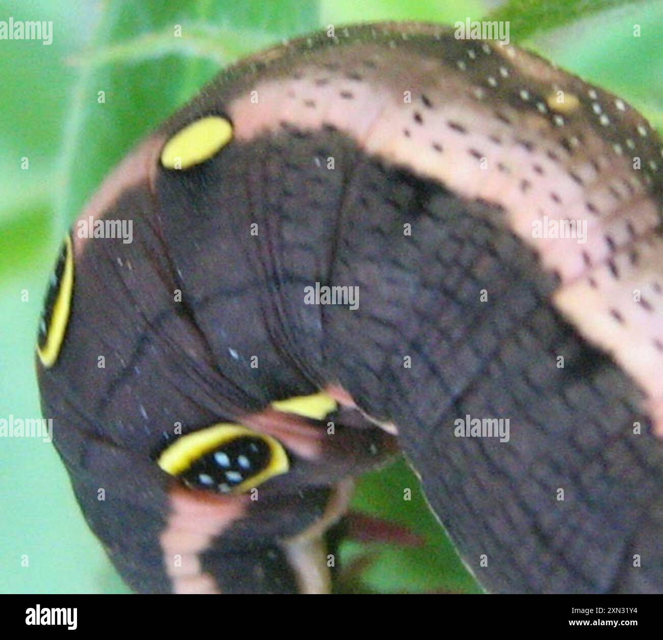 Vine Hawkmoth (Hippotion celerio) Insecta Stock Photo - Alamy