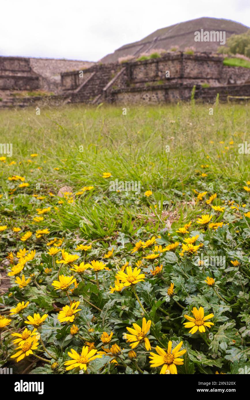 Yellow flowers in summer at the Pyramid of the Sun in San Juan ...