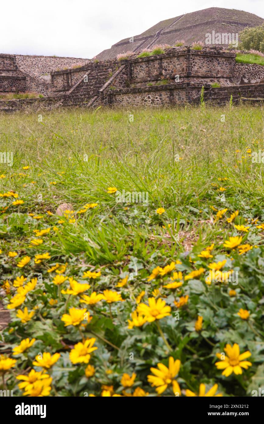 Yellow flowers in summer at the Pyramid of the Sun in San Juan ...