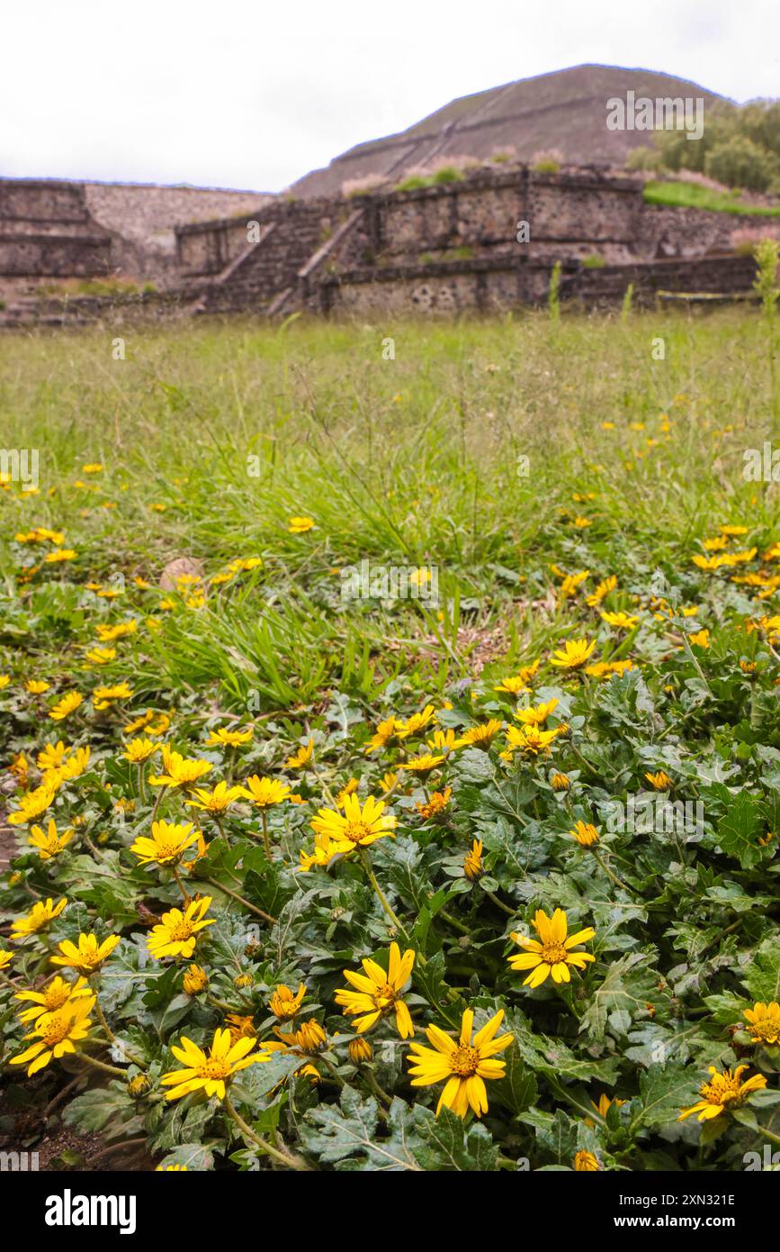 Yellow flowers in summer at the Pyramid of the Sun in San Juan ...