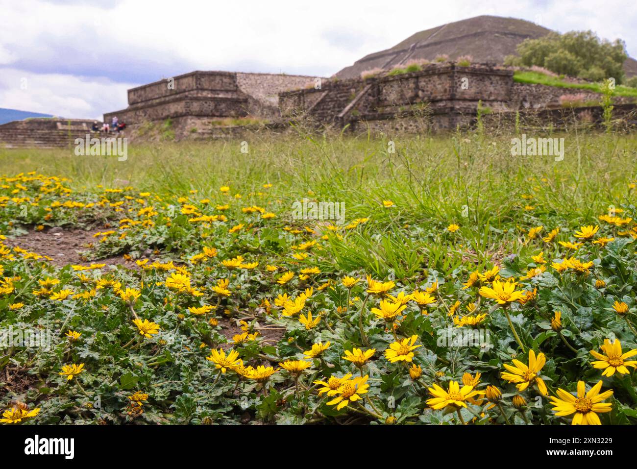 Yellow flowers in summer at the Pyramid of the Sun in San Juan ...