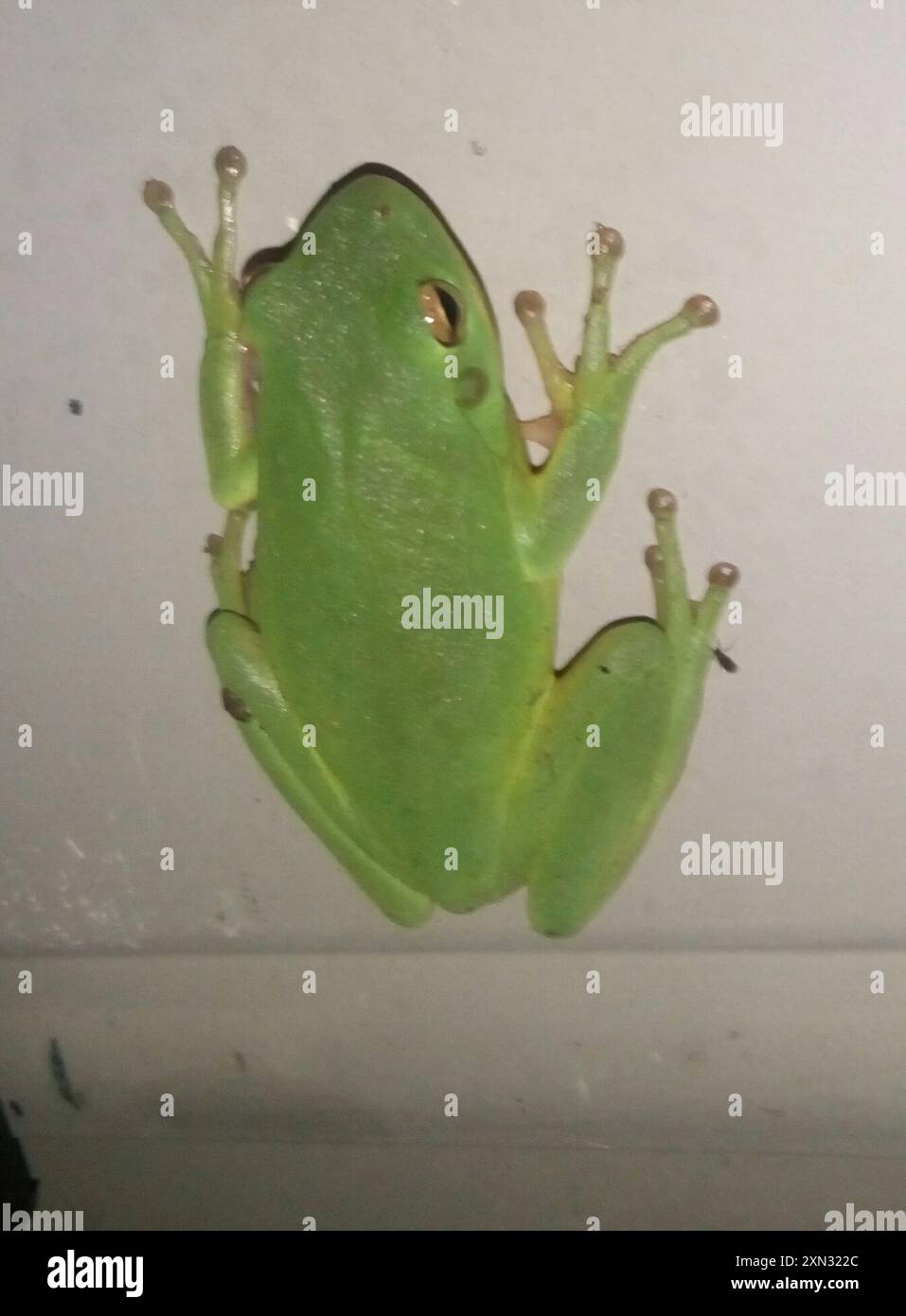 Holarctic Treefrogs (Hyla) Amphibia Stock Photo - Alamy