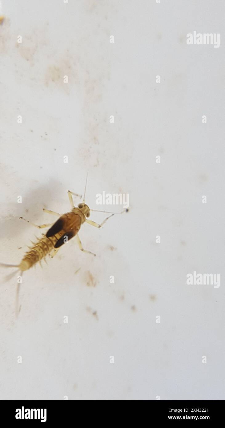 Little Blue-winged Olive (Baetis tricaudatus) Insecta Stock Photo - Alamy