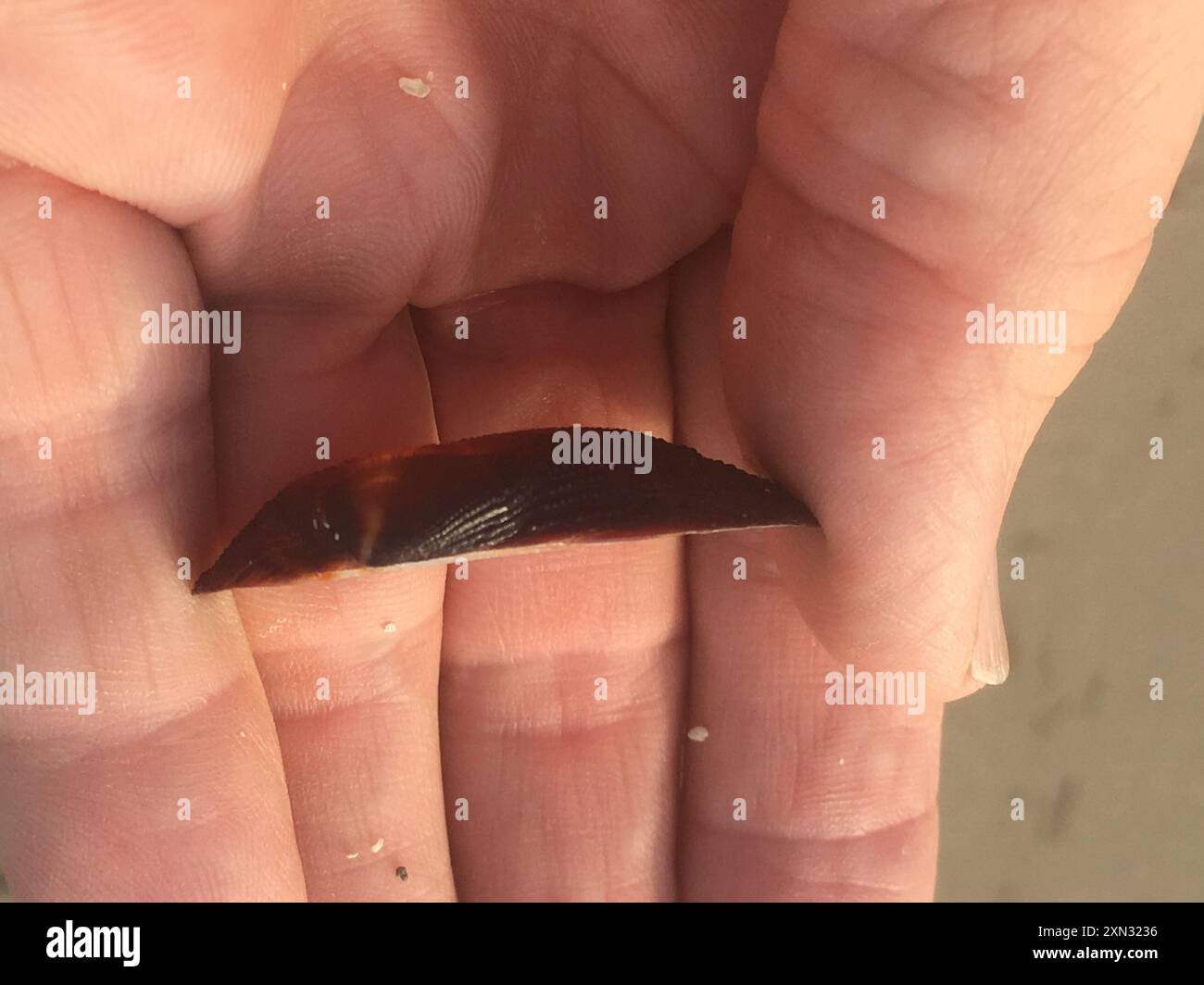 Red-brown Ark (Barbatia domingensis) Mollusca Stock Photo - Alamy