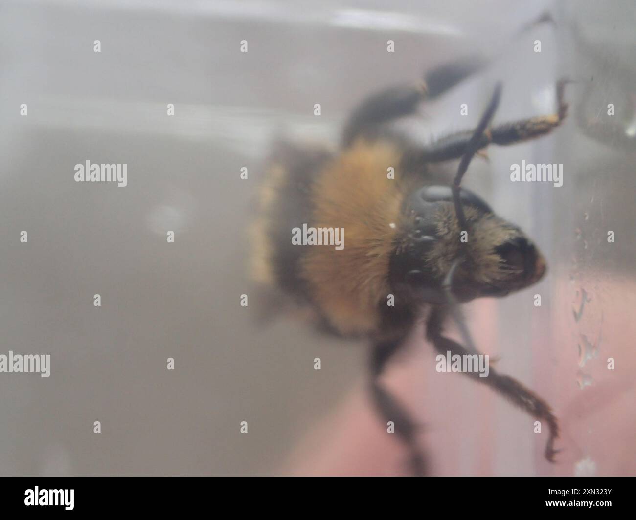 Northern Amber Bumble Bee (Bombus borealis) Insecta Stock Photo - Alamy