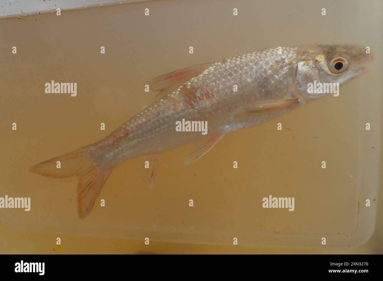 Silver Labeo (Labeo ruddi) Actinopterygii Stock Photo - Alamy