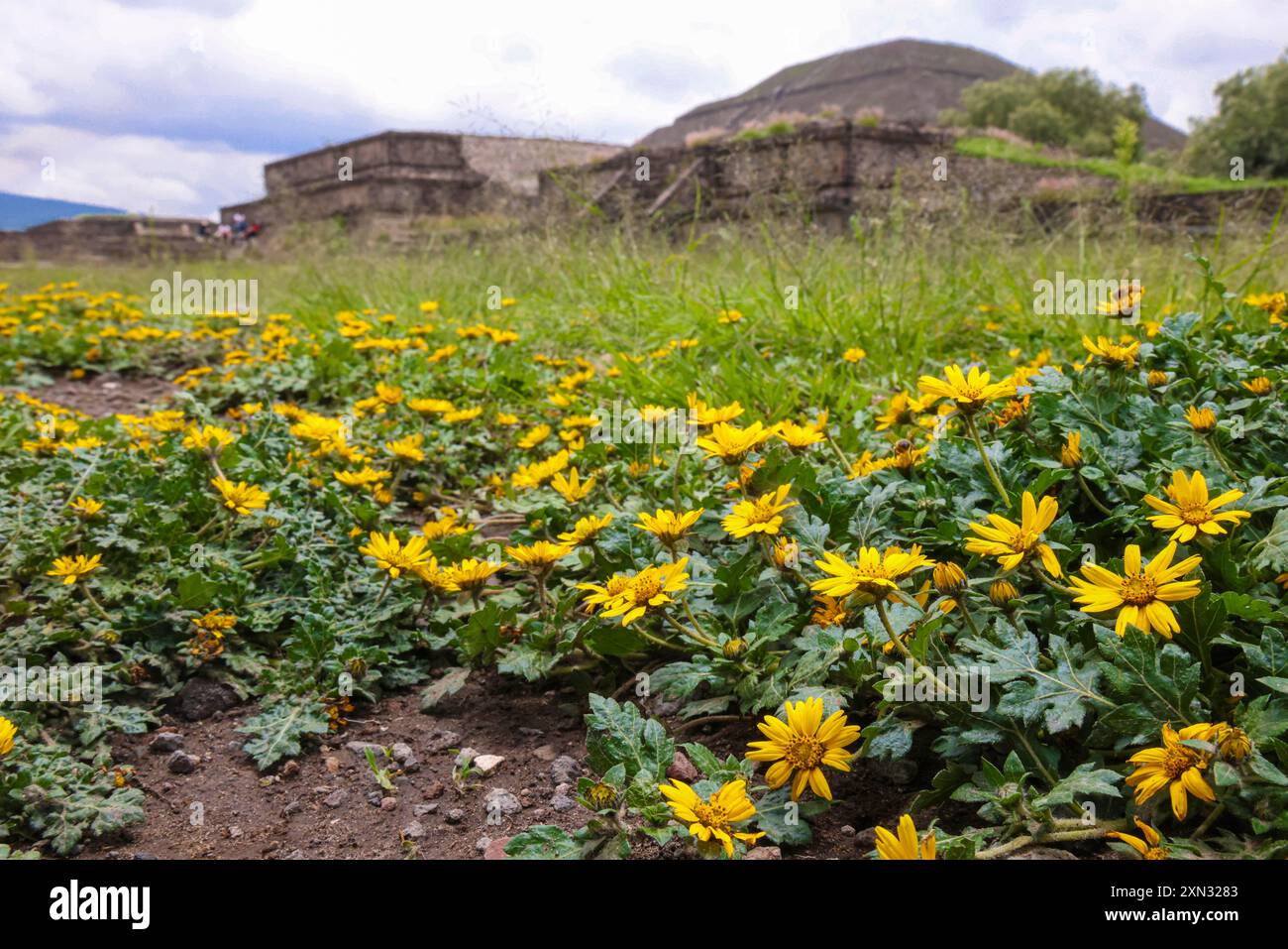Yellow flowers in summer at the Pyramid of the Sun in San Juan ...