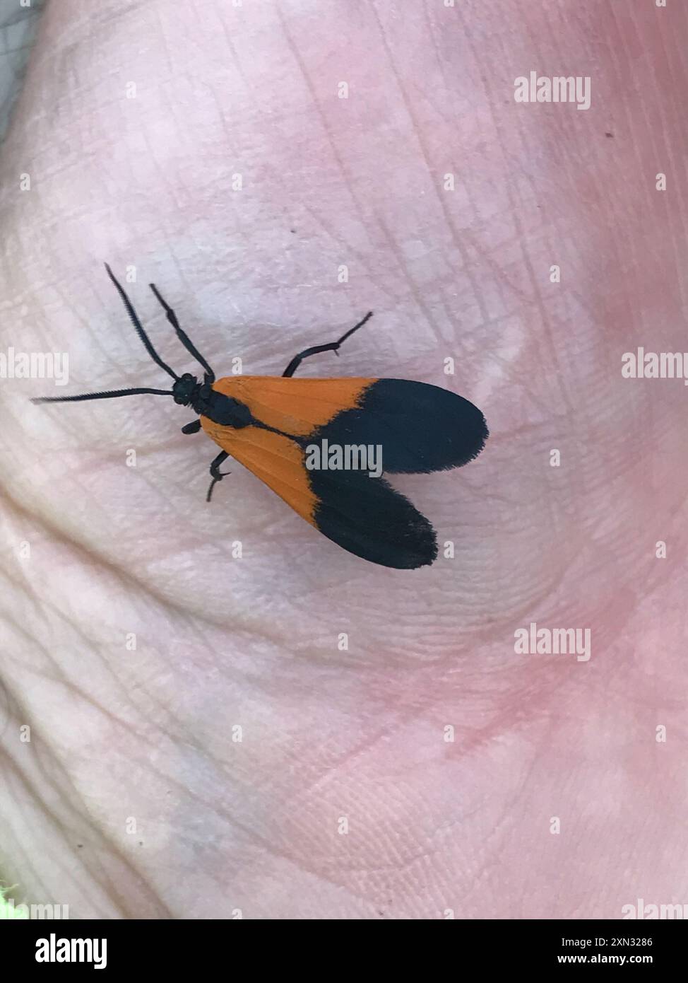 Black-and-yellow Lichen Moth (Lycomorpha pholus) Insecta Stock Photo - Alamy