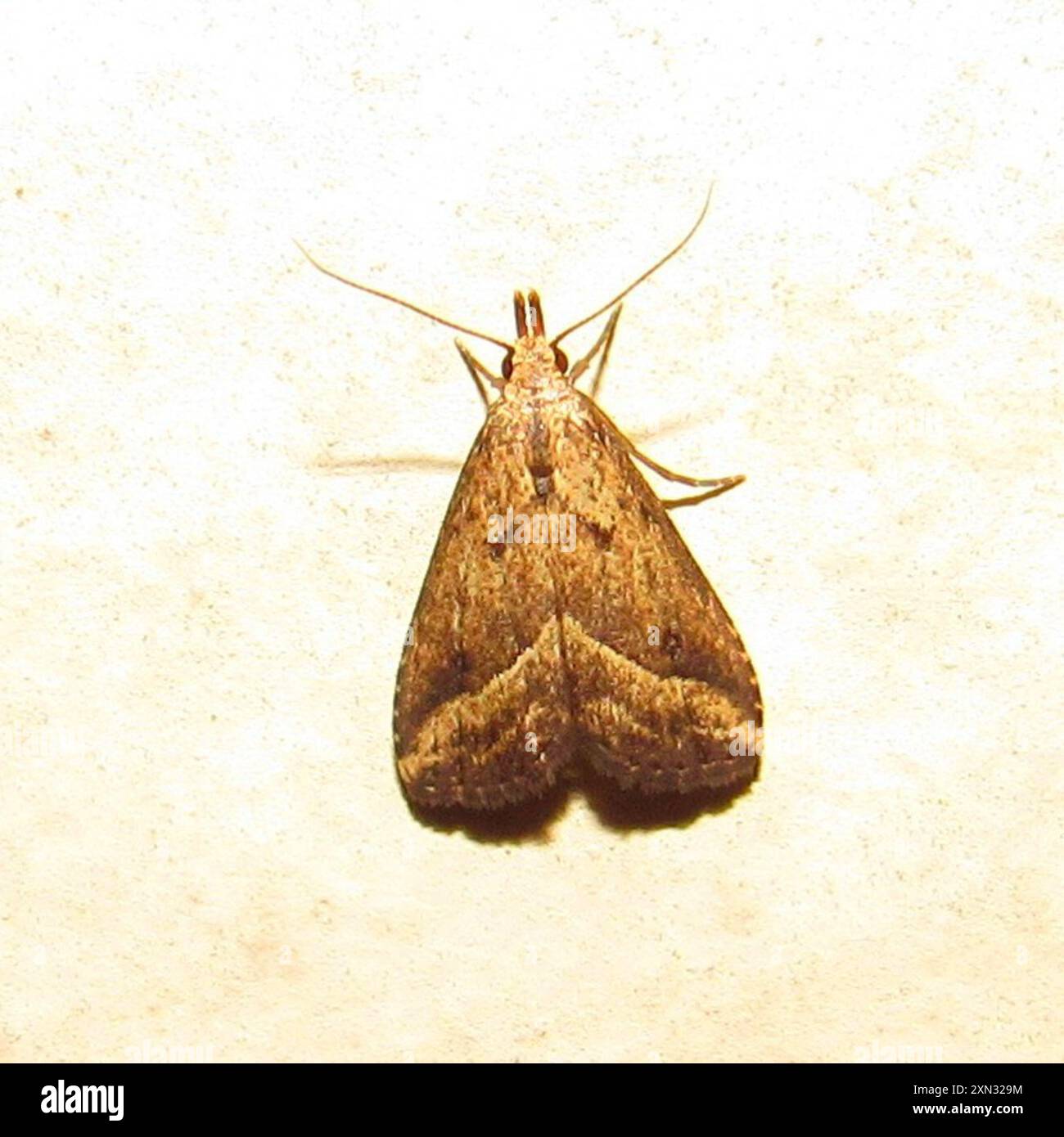 Black-spotted Schrankia (Hypenopsis macula) Insecta Stock Photo - Alamy