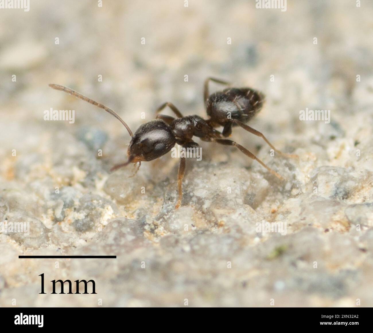 Dark Rover Ant (Brachymyrmex patagonicus) Insecta Stock Photo - Alamy