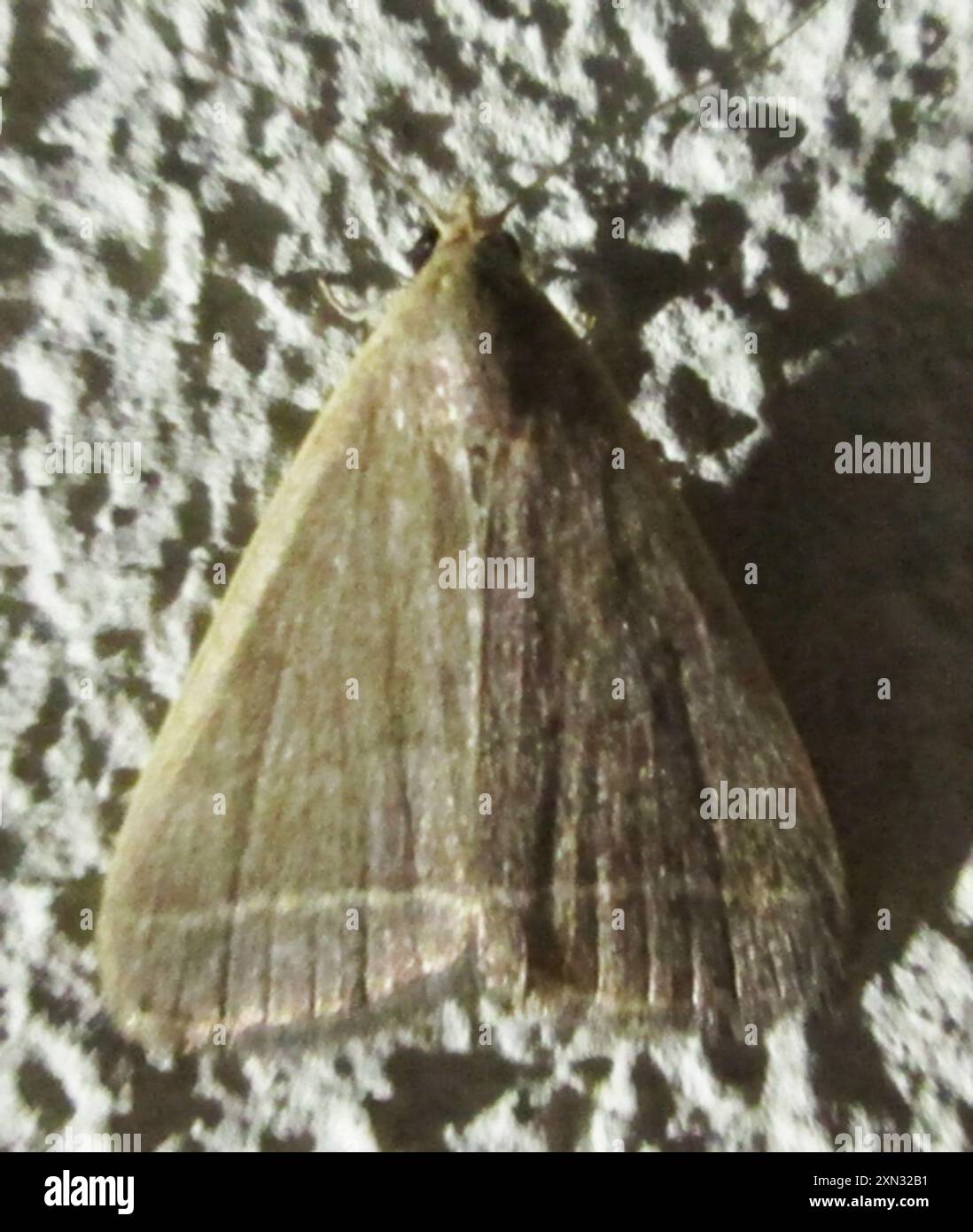 (Simplicia extinctalis) Insecta Stock Photo - Alamy