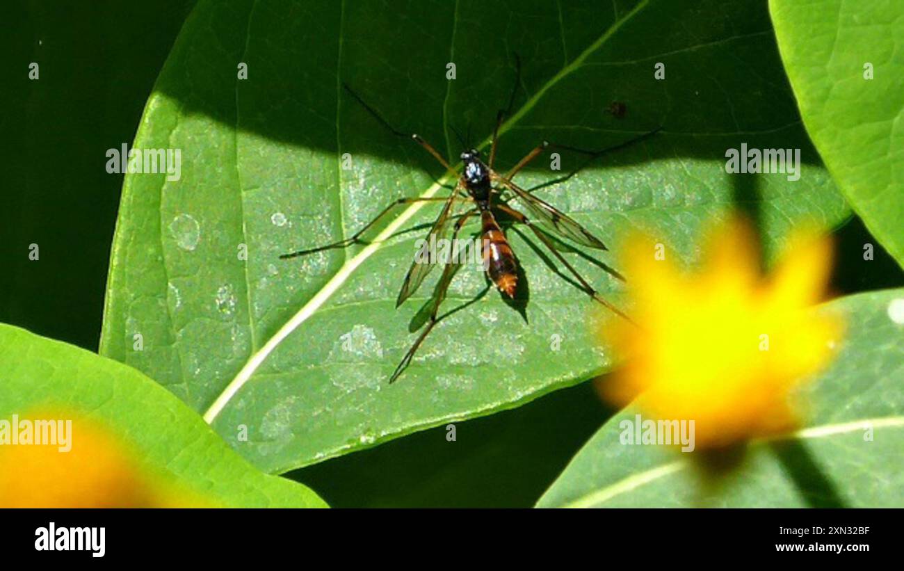 (Ptychoptera quadrifasciata) Insecta Stock Photo - Alamy
