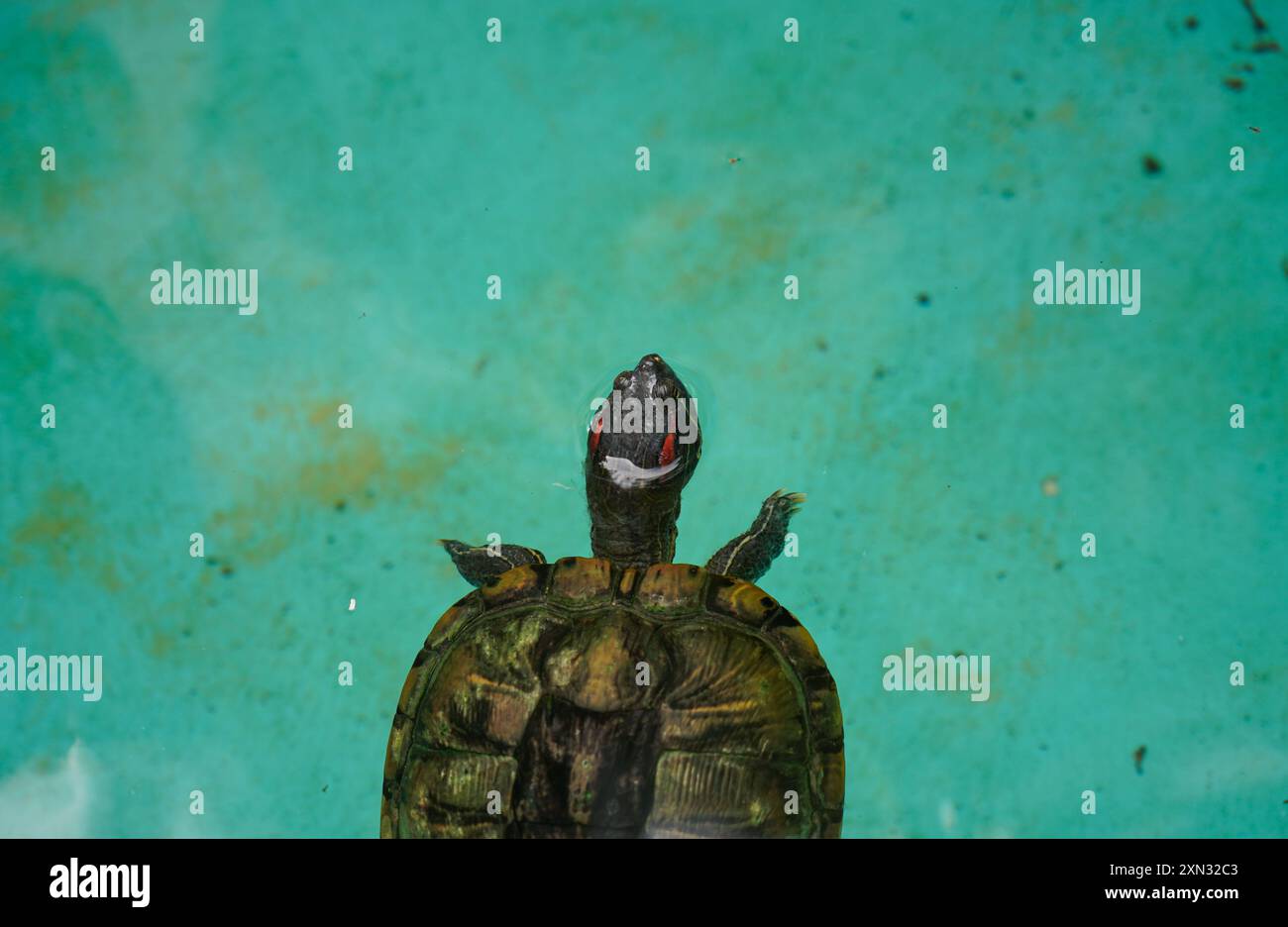 A turtle swimming in clear blue water, showing its patterned shell and ...