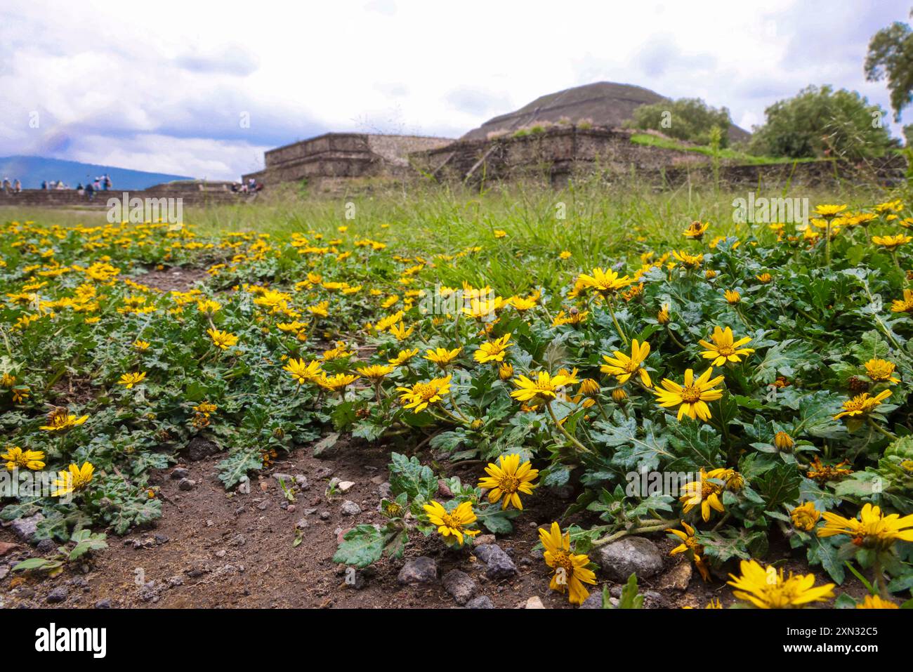 Yellow flowers in summer at the Pyramid of the Sun in San Juan ...