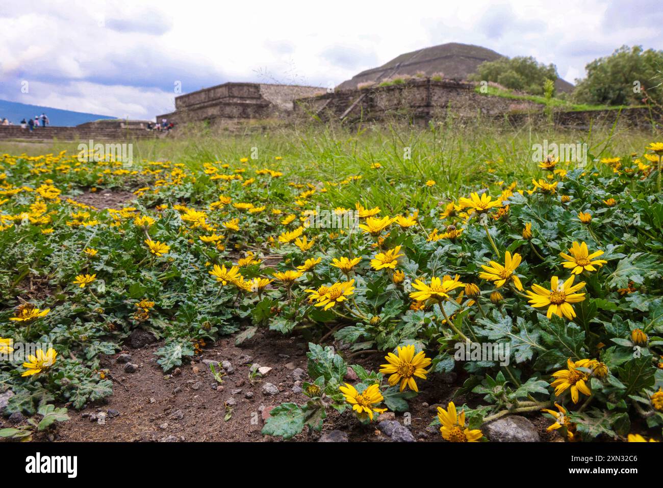 Yellow flowers in summer at the Pyramid of the Sun in San Juan ...