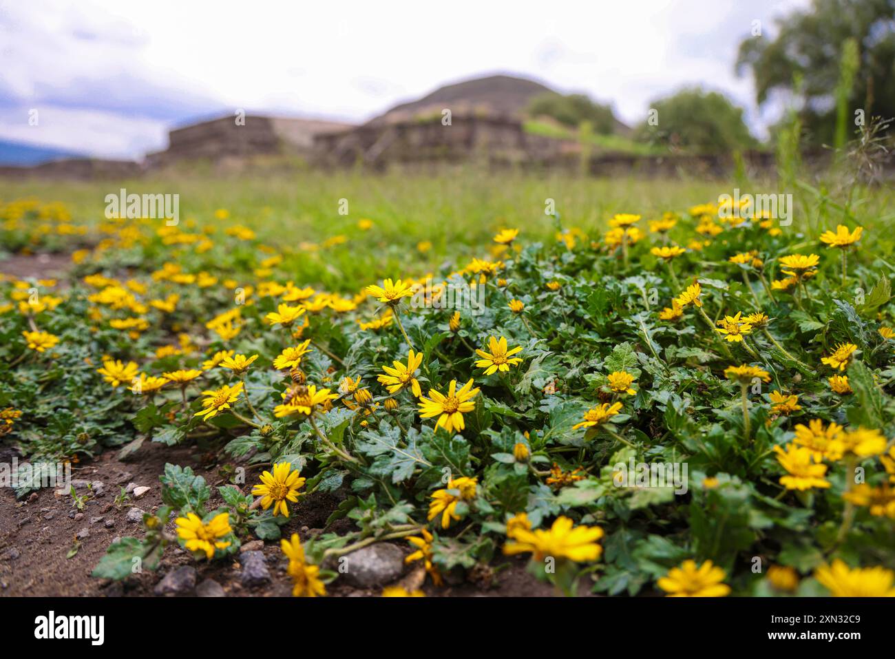 Yellow flowers in summer at the Pyramid of the Sun in San Juan ...