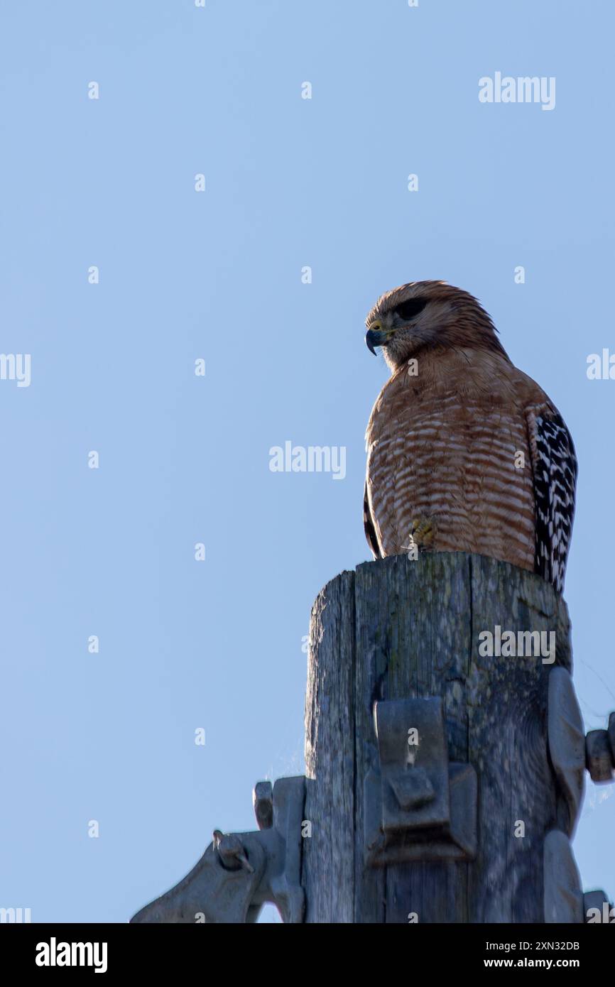 Red-Tailed Hawk in Golden Gate Park, San Francisco. Eats rodents, birds ...