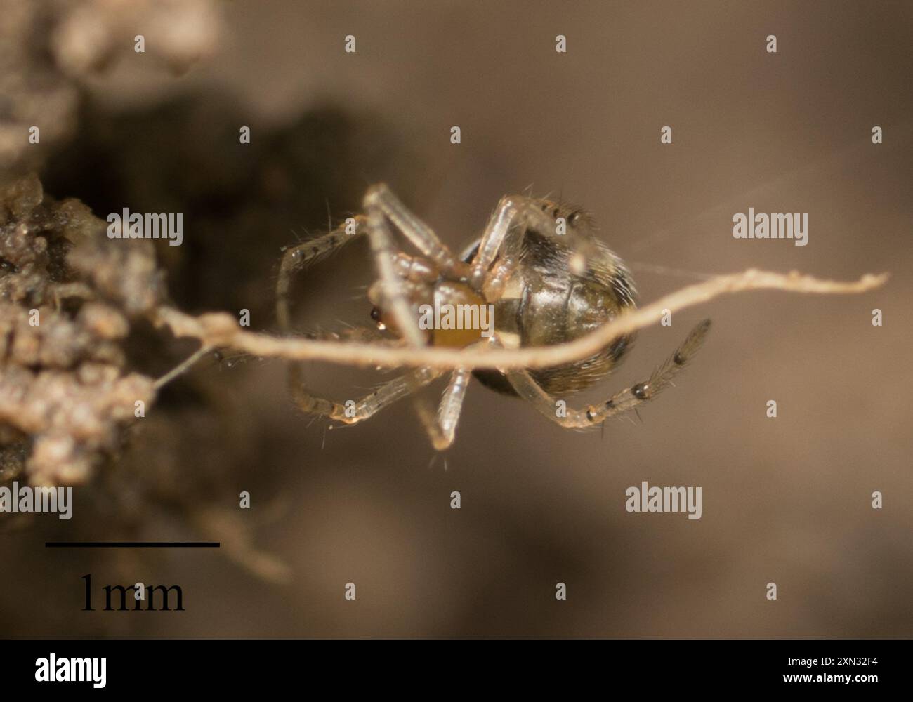 Typical Cobweb Spiders (Theridion) Arachnida Stock Photo - Alamy